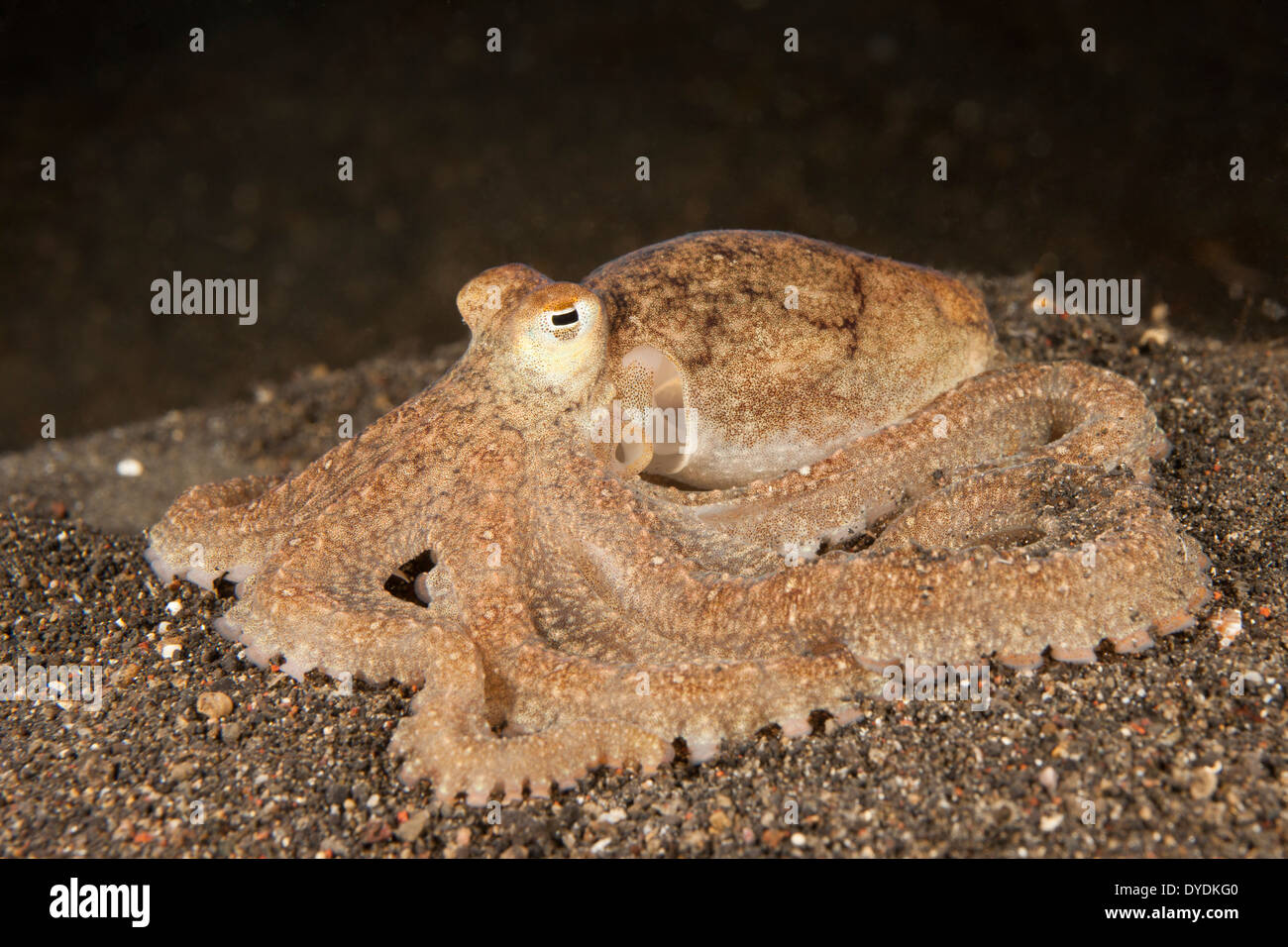 Long Arm Octopus (Octopus sp.), this as yet un-named and undescribed ...