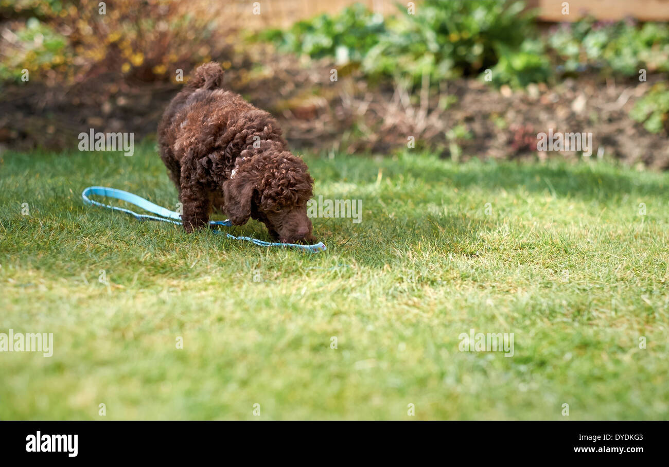Puppy exploring garden hi-res stock photography and images - Alamy