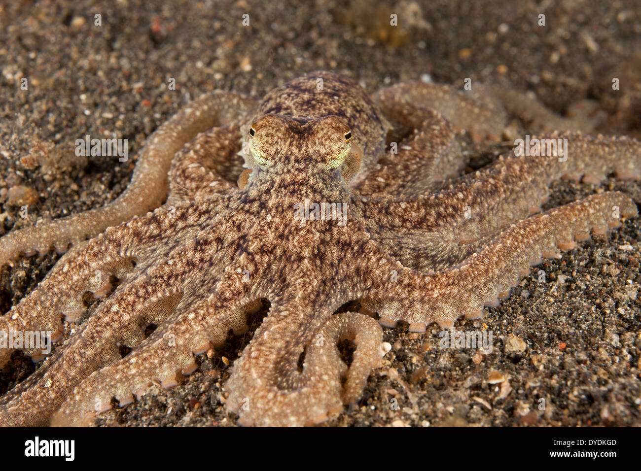 Long Arm Octopus (Octopus sp.), this as yet un-named and undescribed ...
