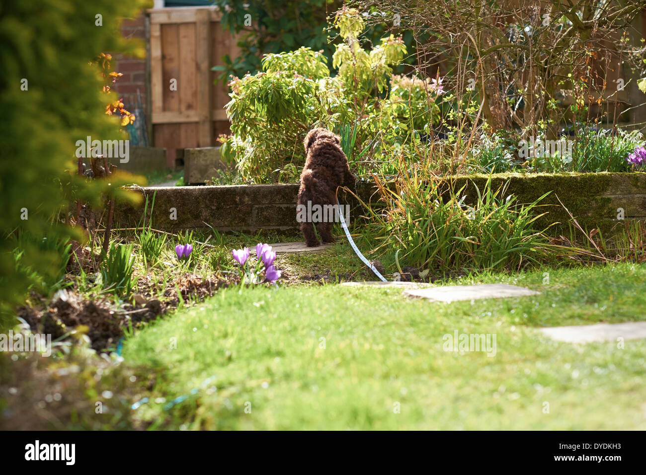 Adventure poodles hi-res stock photography and images - Alamy