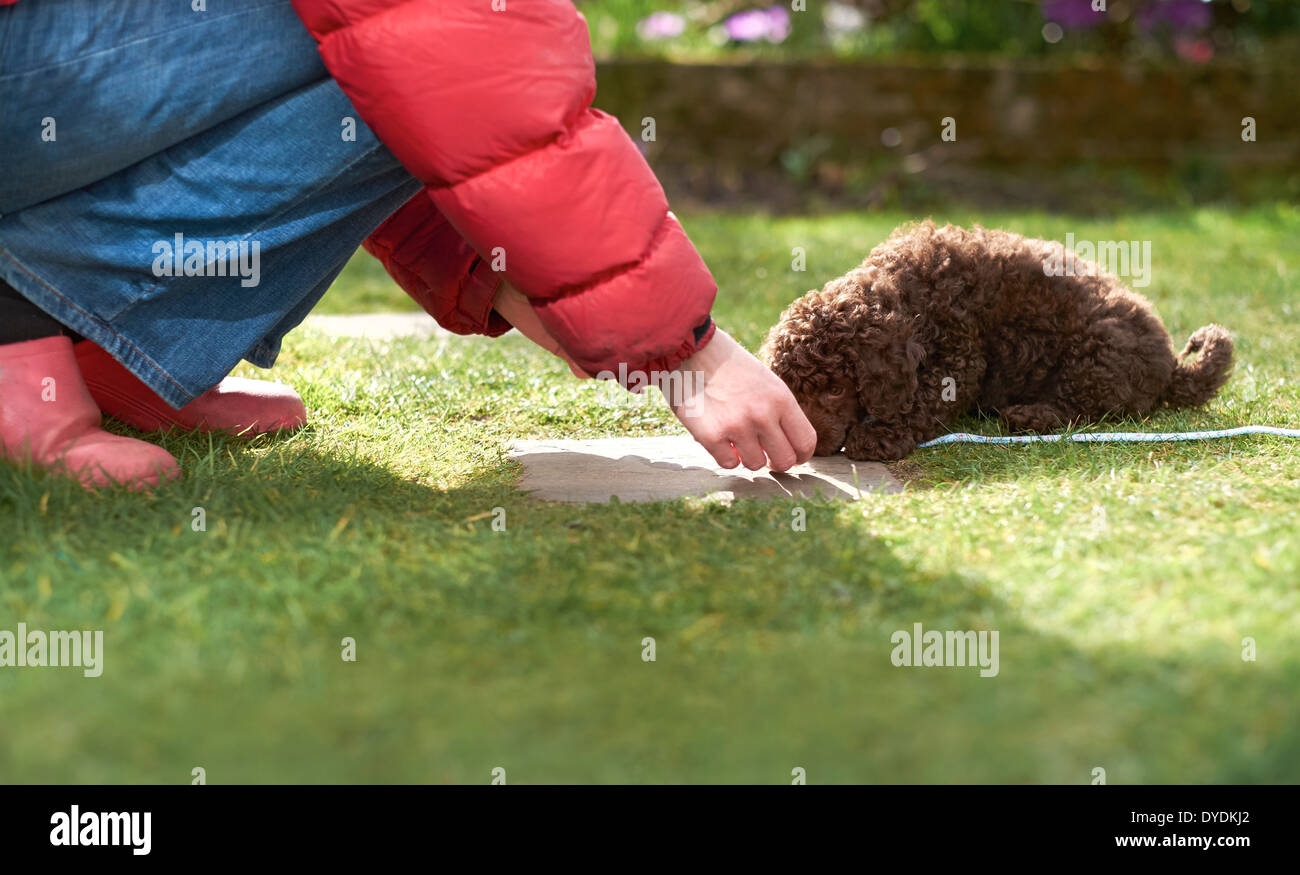 Lead and clicker training for a miniature poodle puppy in the garden ...