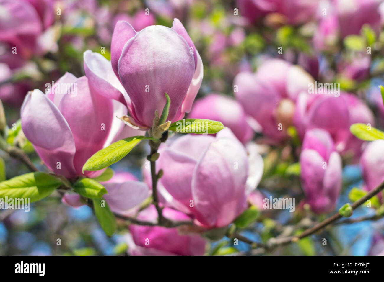 Magnolia blossoms in spring hi-res stock photography and images - Alamy