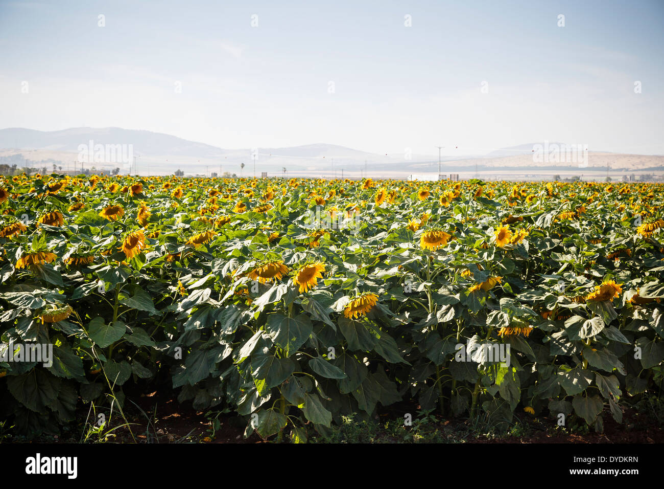 Israeli agriculture hi-res stock photography and images - Alamy