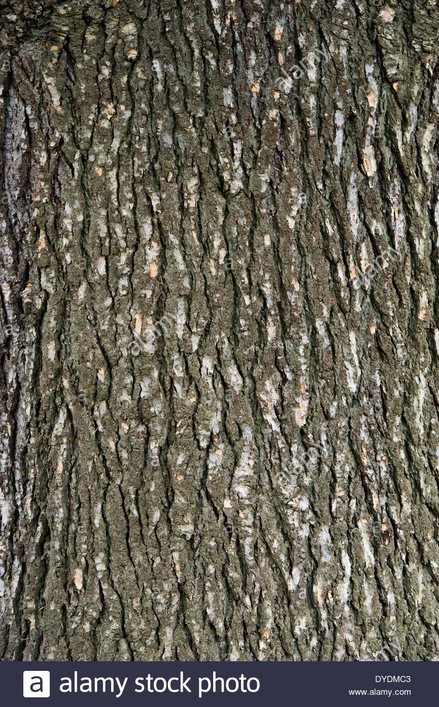 Cedrus Atlantica Glauca Stock Photos & Cedrus Atlantica Glauca Stock ...