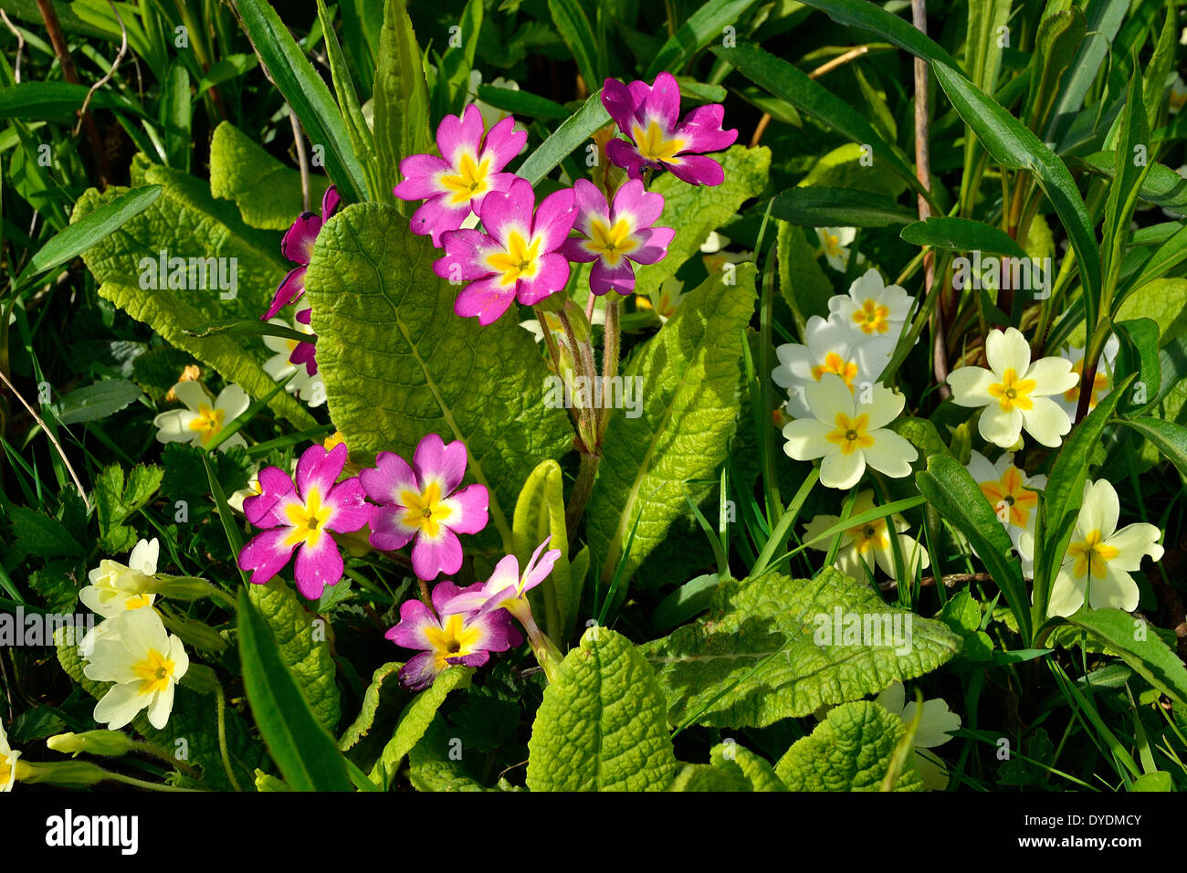 Primula vulgaris garden hi-res stock photography and images - Alamy