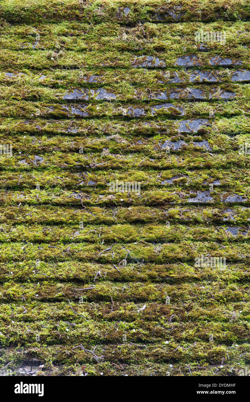 Moss covered roof hi-res stock photography and images - Alamy