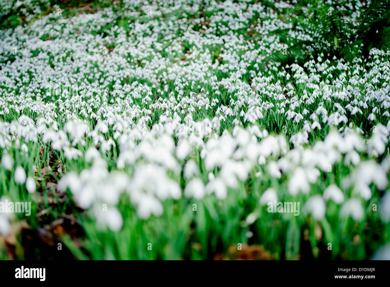 Snowdrop valley hi-res stock photography and images - Alamy