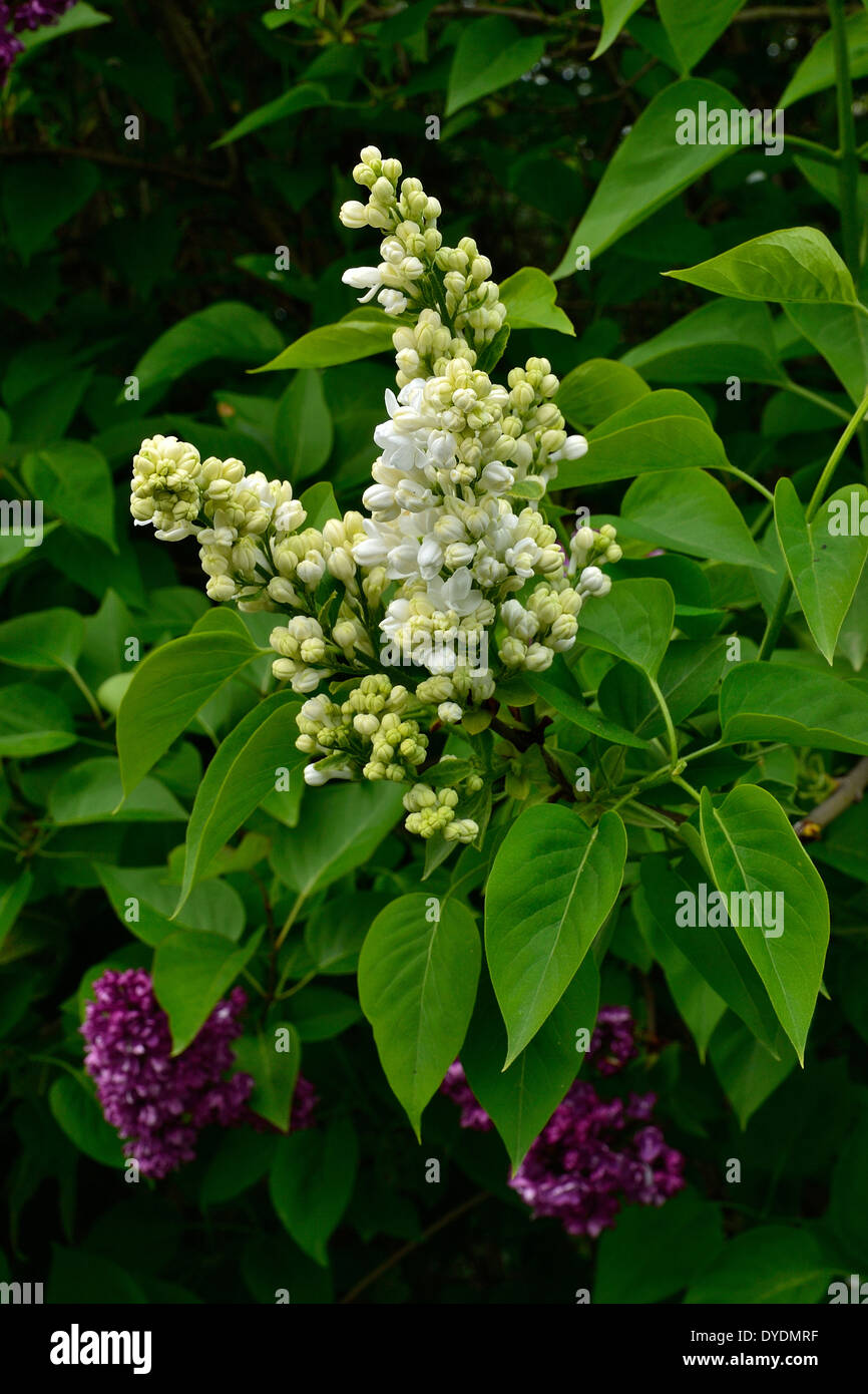 Lilas syringa vulgaris hi-res stock photography and images - Alamy