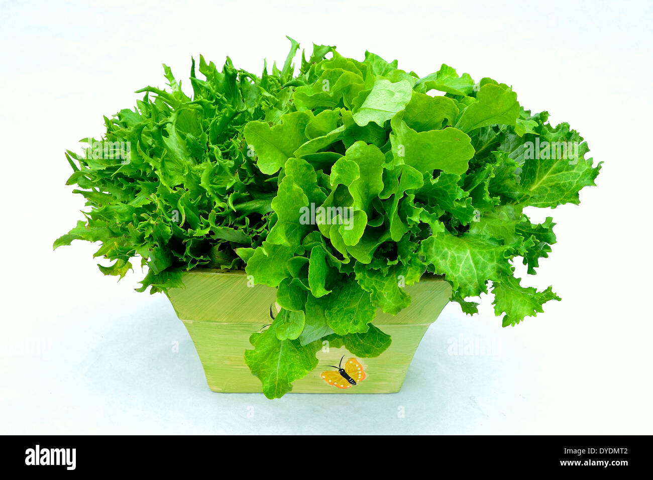 Lactuca Sativa Varieties , La laitue au potager, ses vertus et les ...