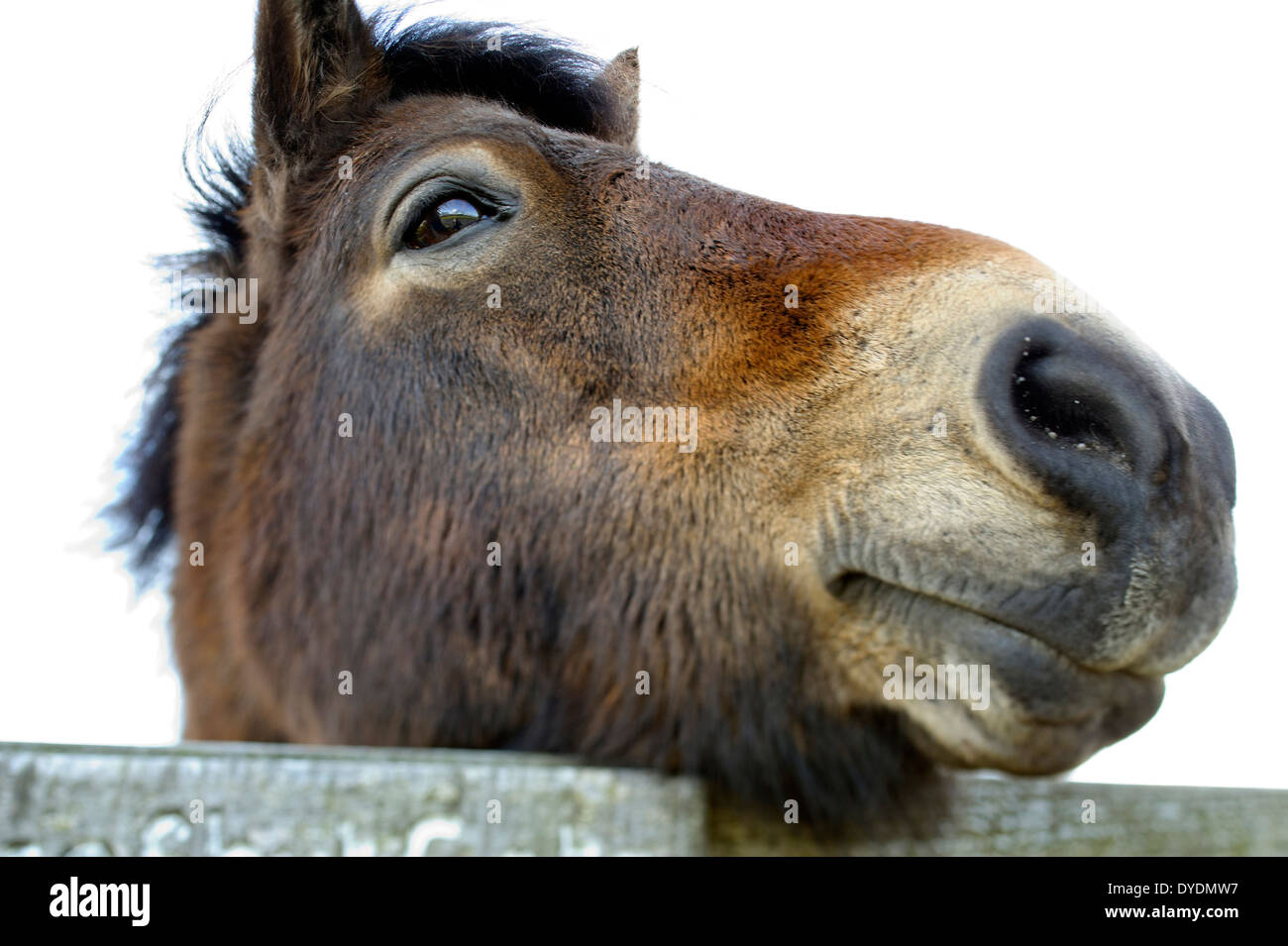 Exmoor pony eye hi-res stock photography and images - Alamy