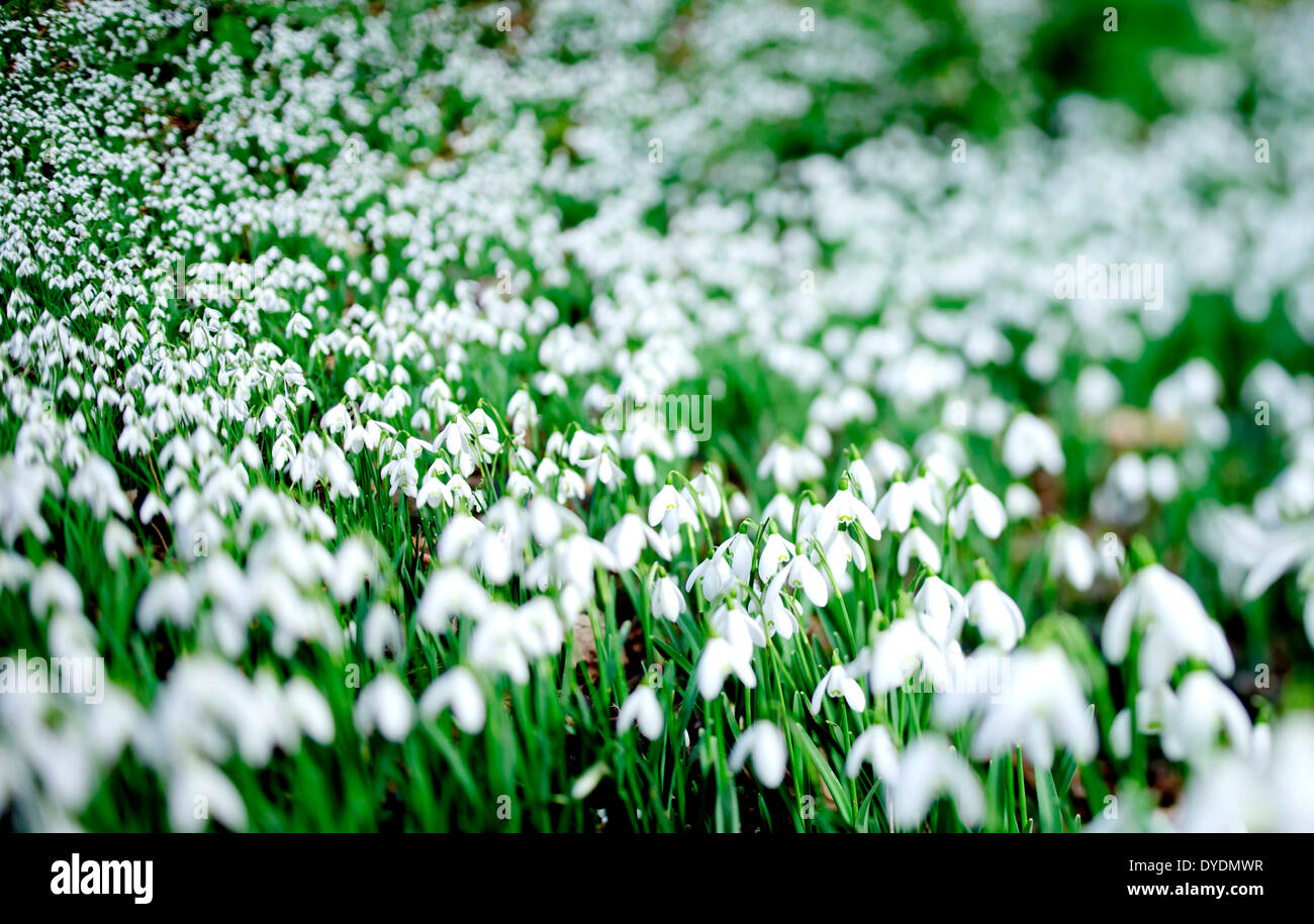 A carpet of spring snowdrops in Snowdrop valley, Exmoor UK Stock Photo ...