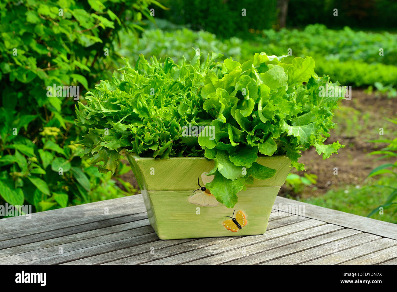 Different varieties of lettuces: batavia, leaf of oak (Lactuca sativa ...