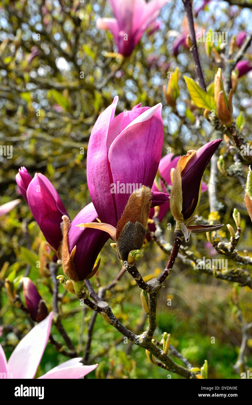 Magnolia (Magnolia liliflora) in april Stock Photo - Alamy