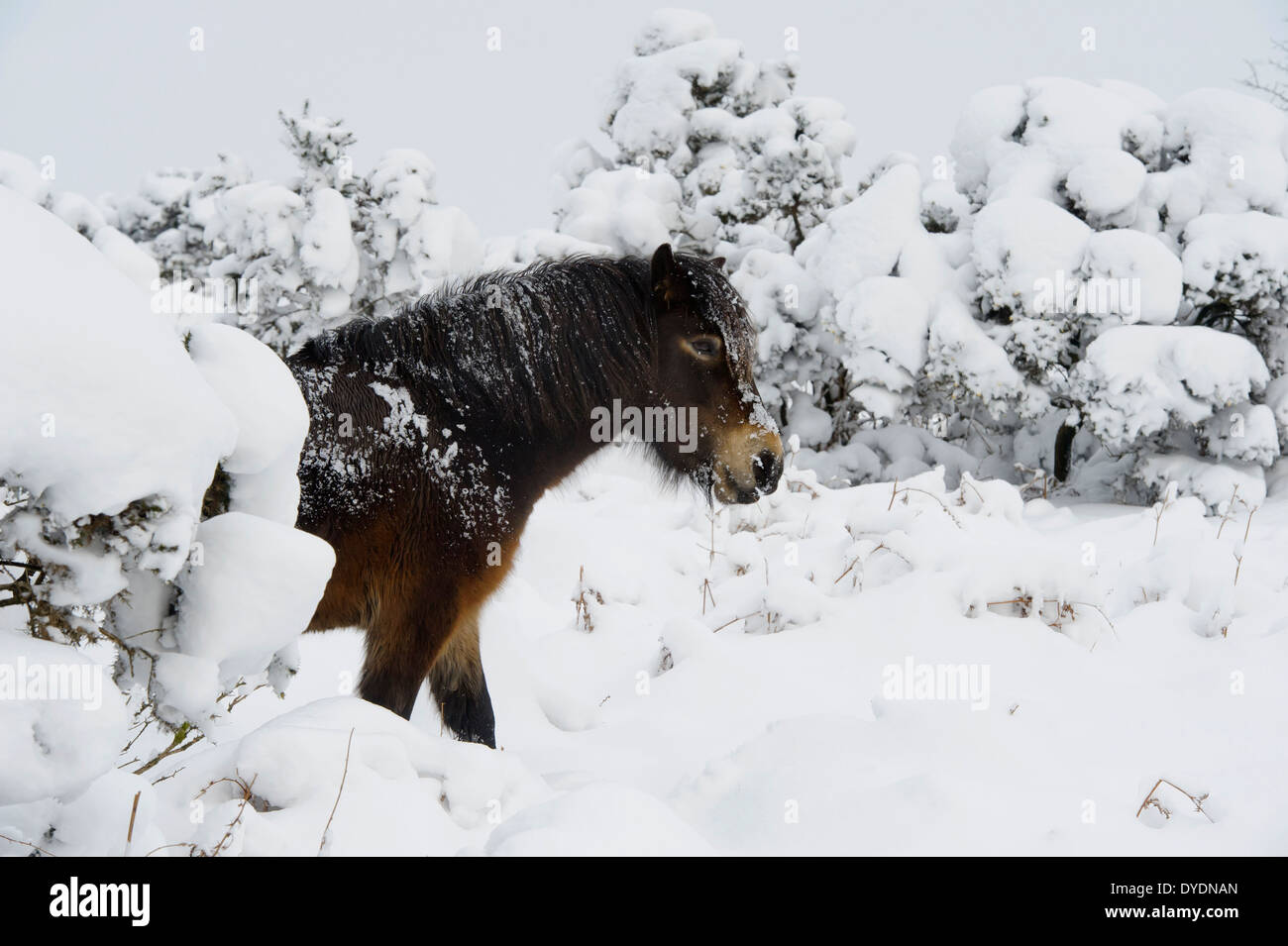 Wild Exmoor ponies in winter snow on Exmoor Stock Photo - Alamy