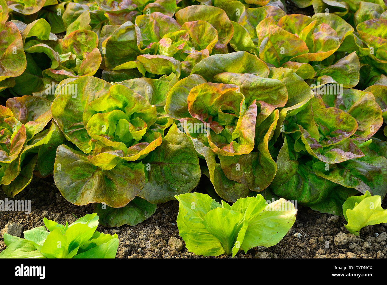 Bed of lettuce (Lactuca sativa) batavia 'Rouge Grenobloise' in a ...