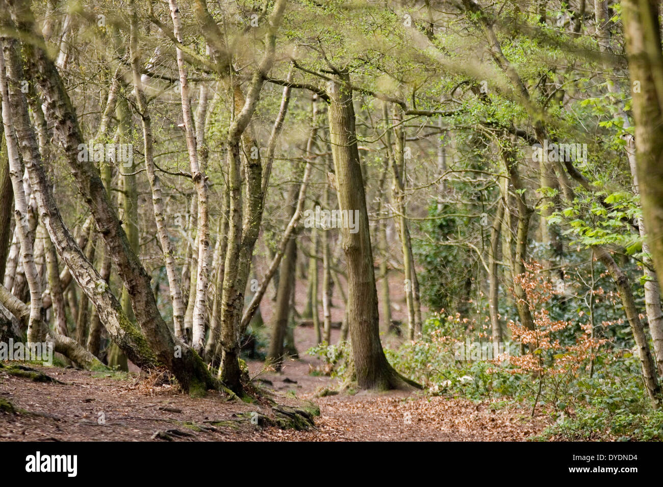 pathway snaking through the woods in royden park Stock Photo - Alamy