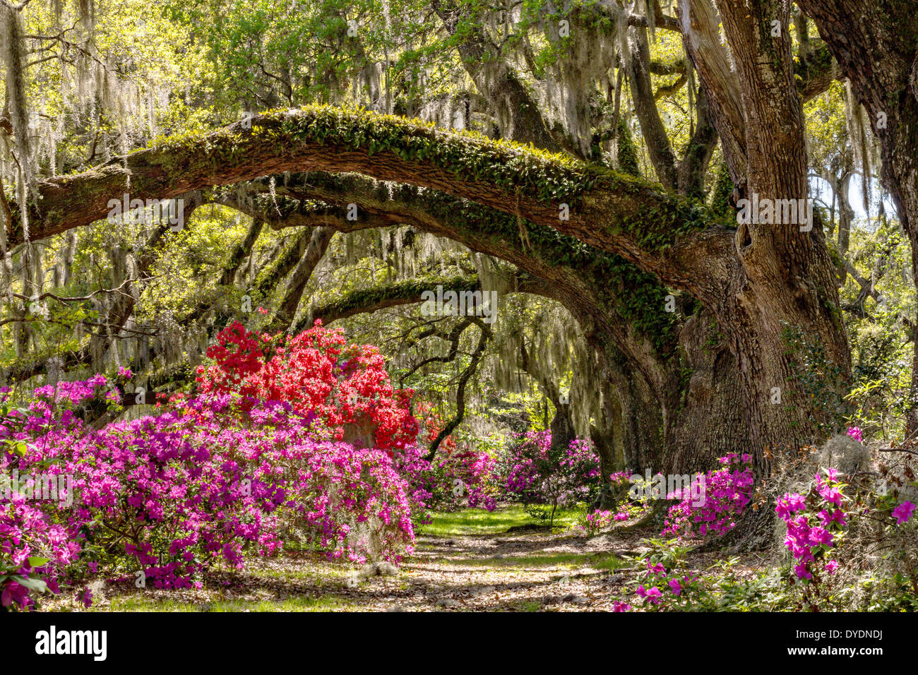 Live oaks in magnolia hi-res stock photography and images - Alamy
