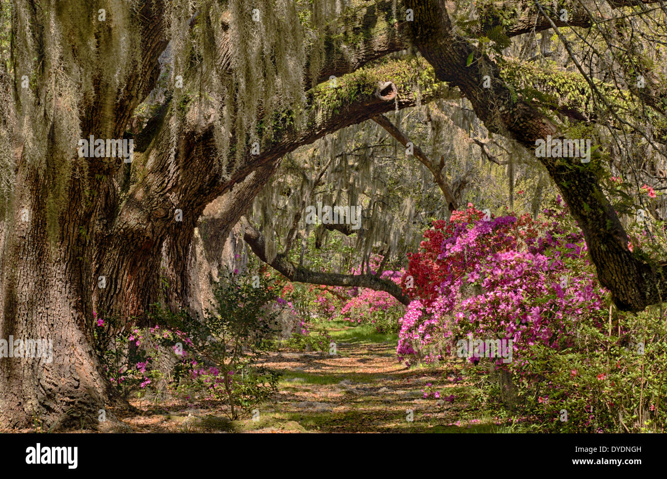 Centuries old Live Oak trees covered with spanish moss and surrounded ...