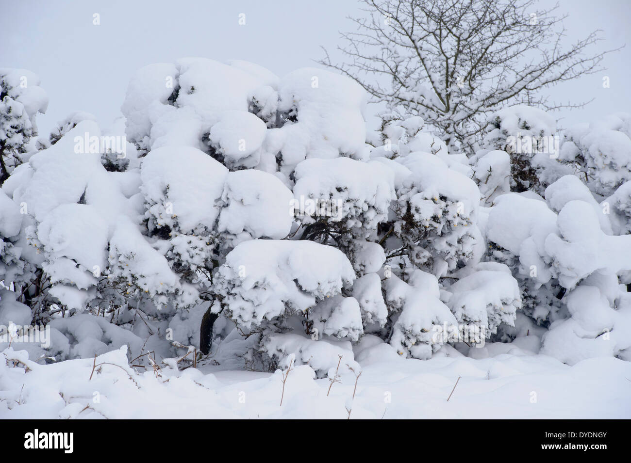 snow drift clumped on small trees in winter on Exmoor, UK Stock Photo ...