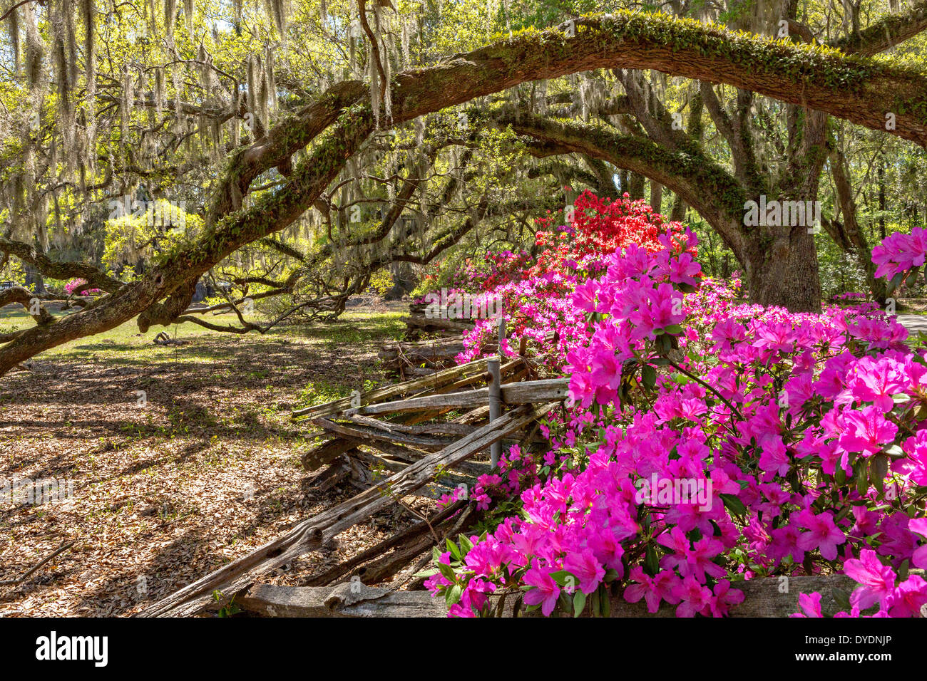 Centuries old Live Oak trees covered with spanish moss and surrounded ...
