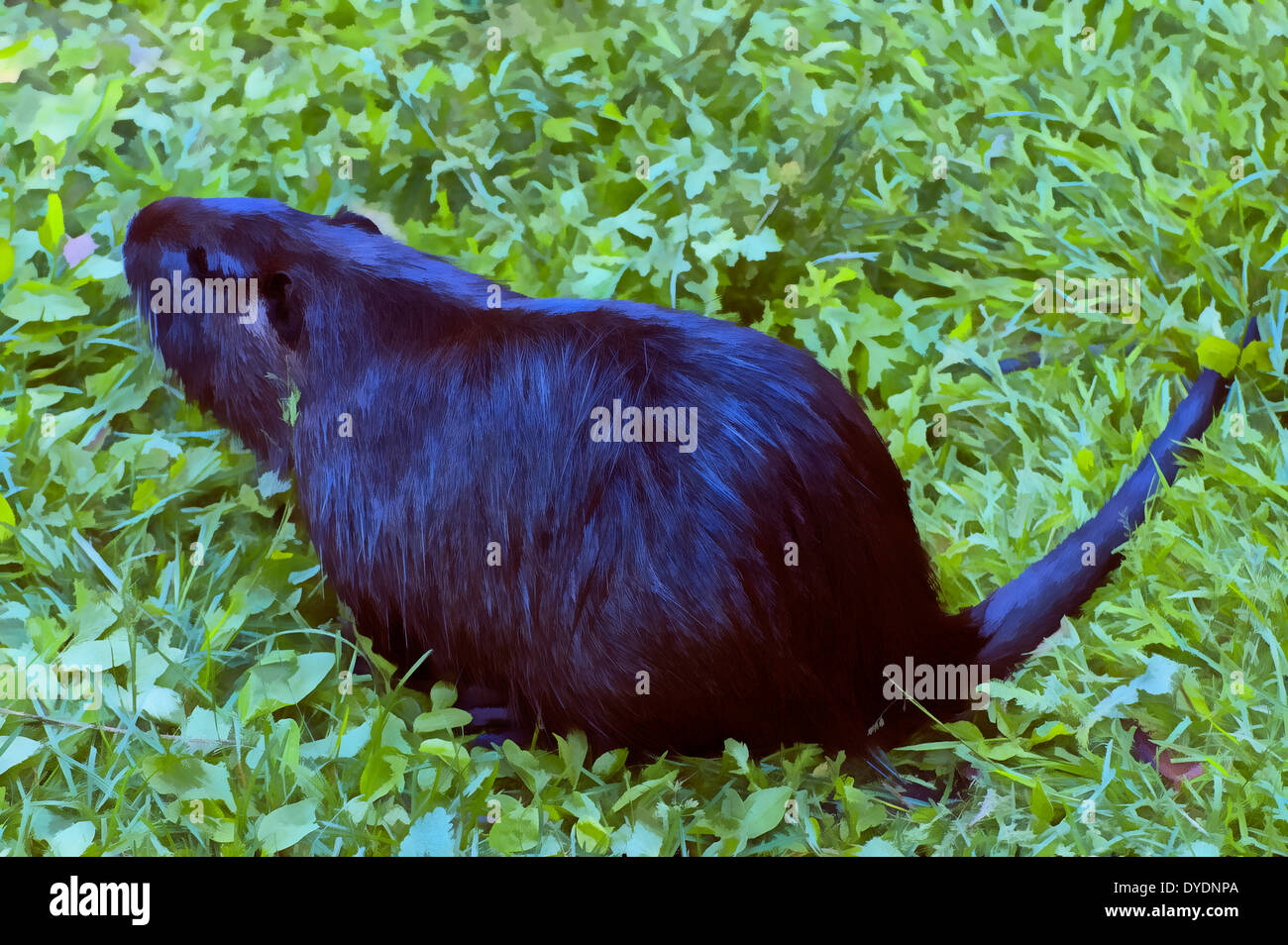 Voles Images High Resolution Stock Photography and Images - Alamy