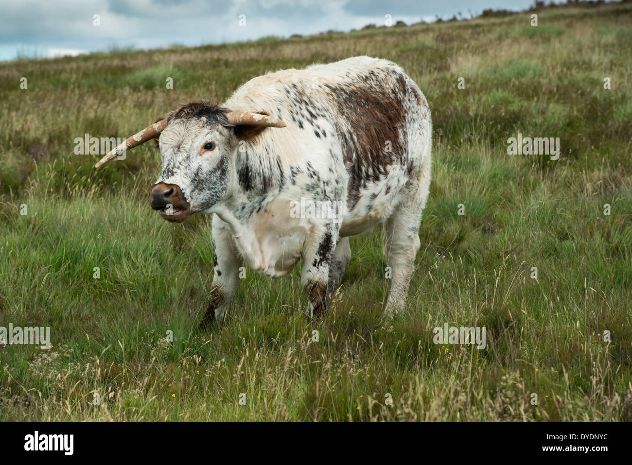 English longhorn cattle grazing on Exmoor, UK Stock Photo - Alamy
