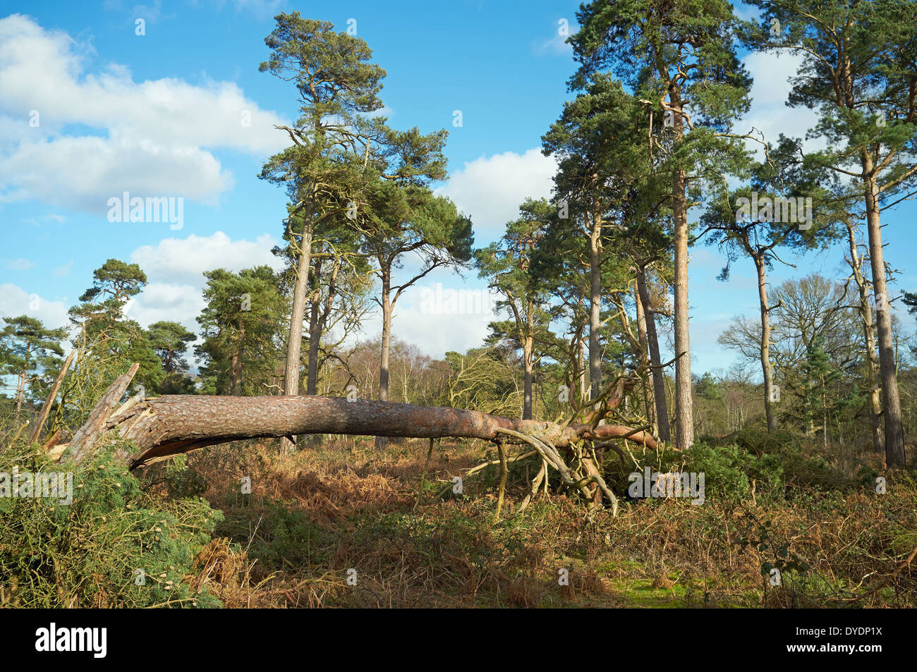 Storm damaged woodland hi-res stock photography and images - Alamy