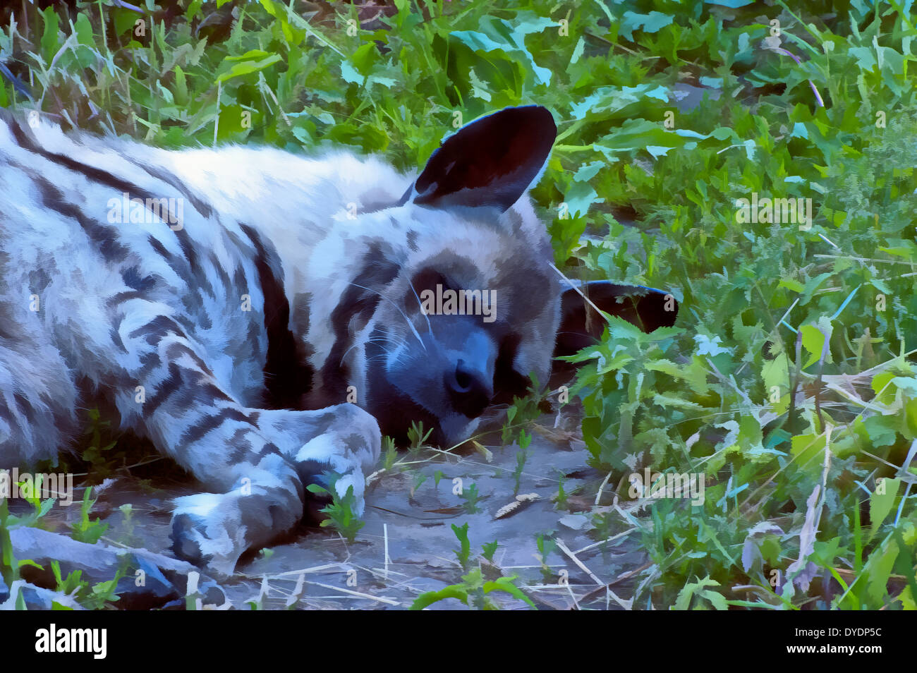 Pictures Hyenas High Resolution Stock Photography and Images - Alamy
