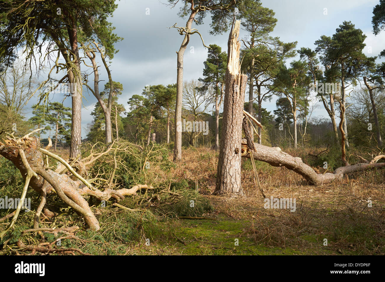 Storm damaged trees Stock Photo - Alamy