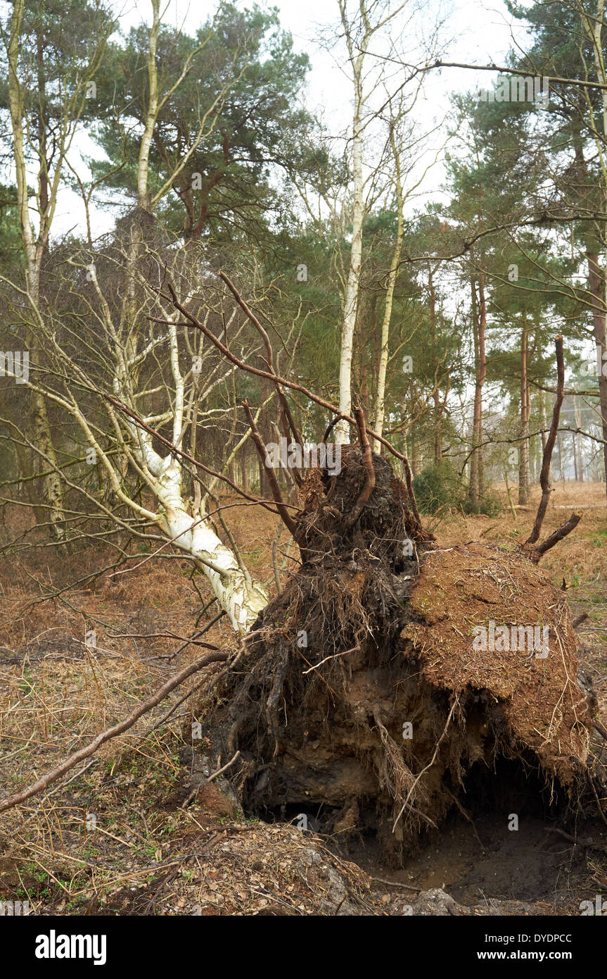 Storm damaged tree Stock Photo - Alamy