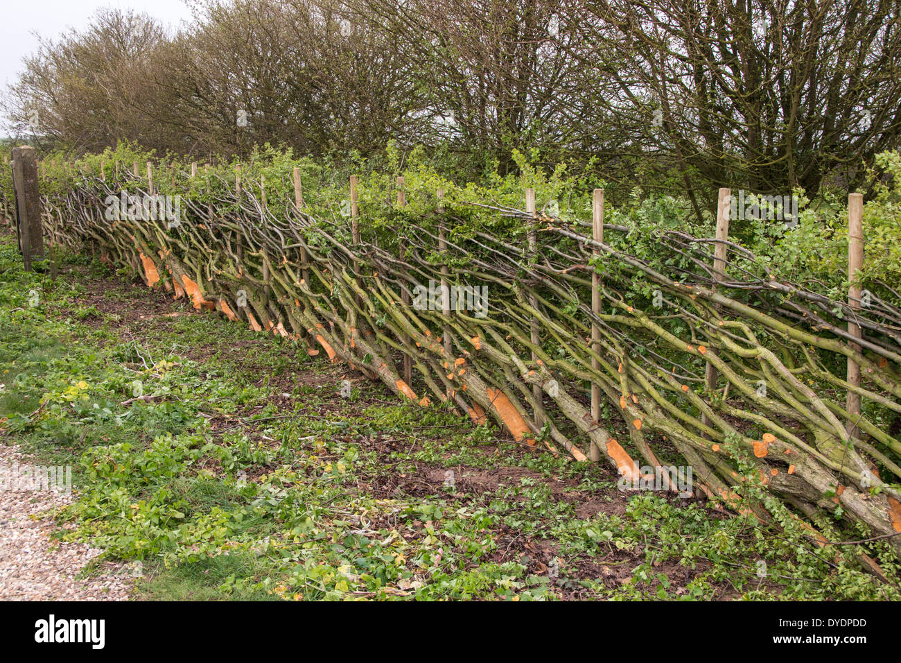 Hedge laying derbyshire hi-res stock photography and images - Alamy