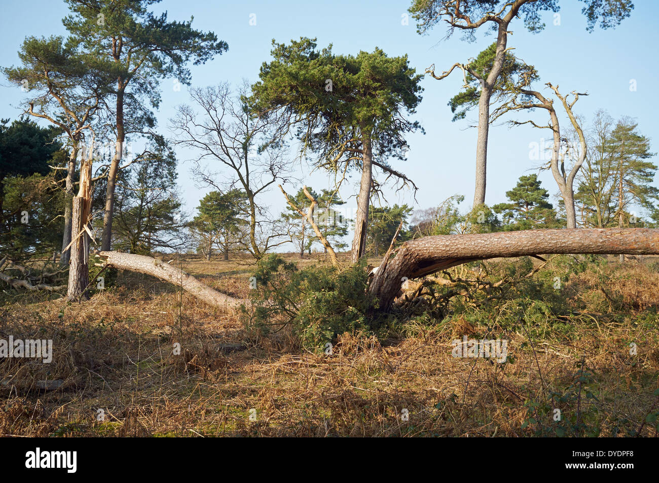 Storm damaged trees uk hi-res stock photography and images - Alamy