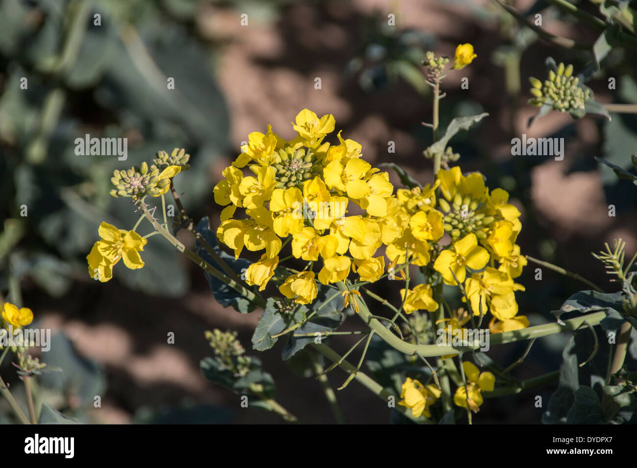 The flower of Rapeseed (Brassica napus), also known as oilseed rape ...