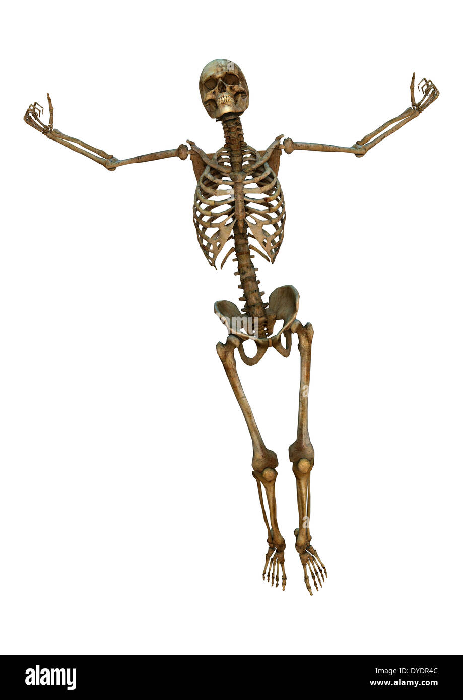 3D digital render of an old human male skeleton isolated on white ...