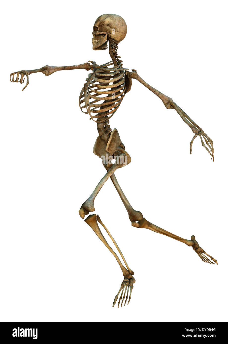 3D digital render of an old human skeleton isolated on white background ...
