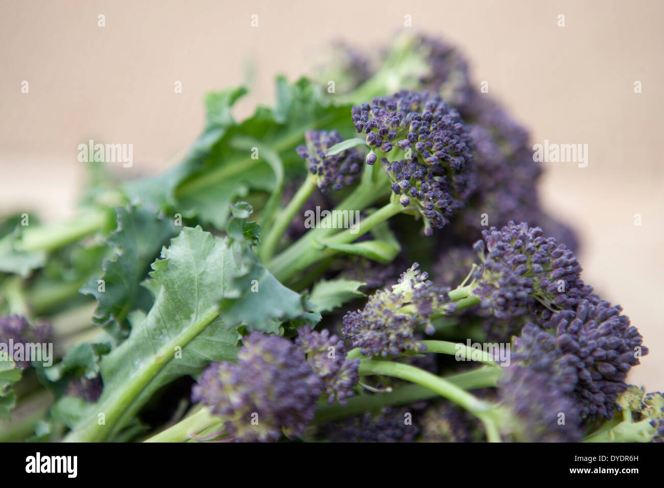 Sprouting wood hi-res stock photography and images - Alamy