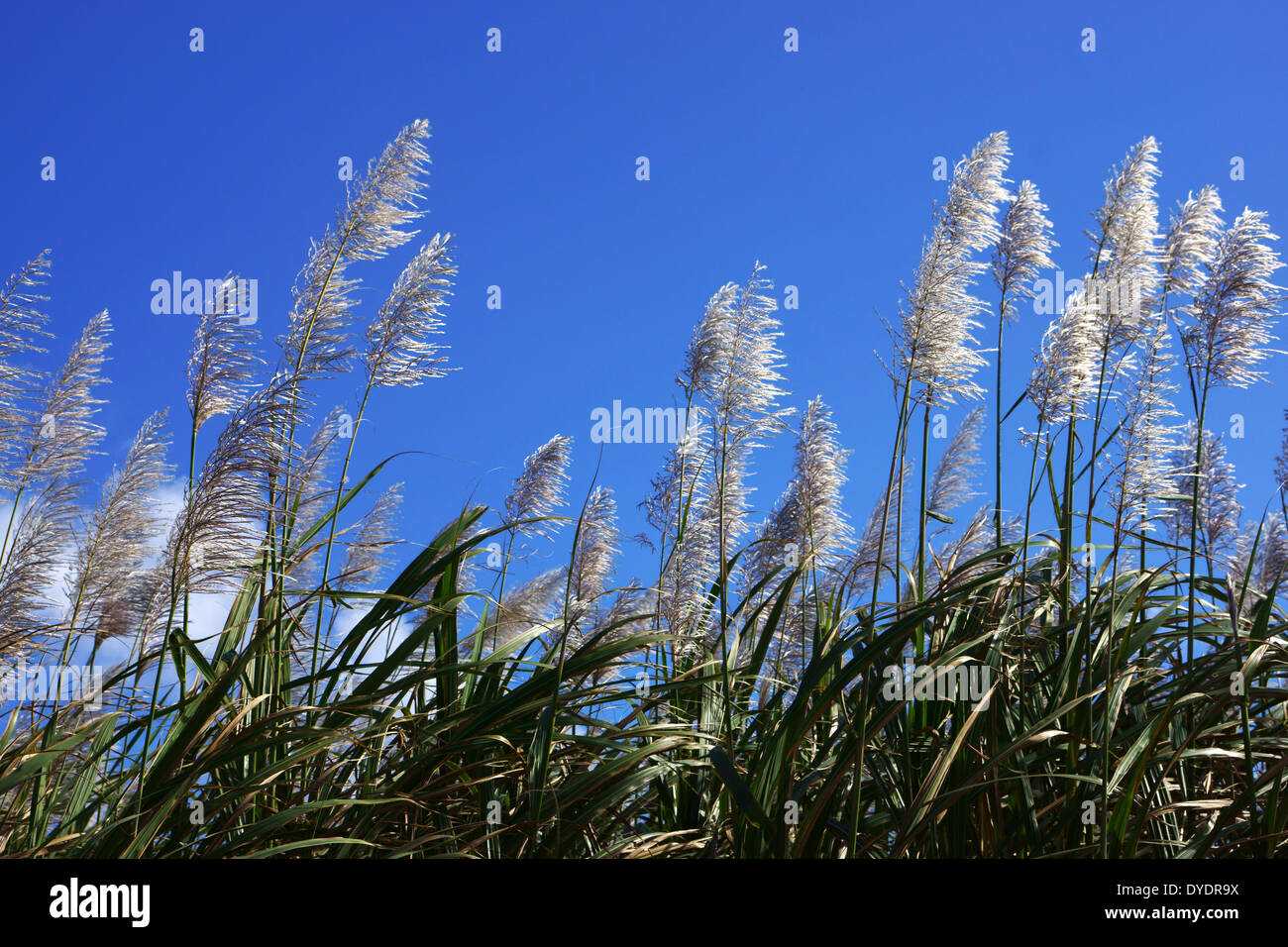 Blooming sugar cane plants, island Mauritius Stock Photo - Alamy