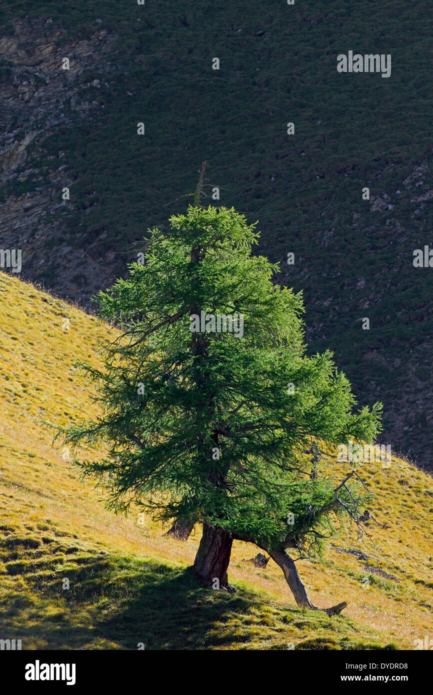 Common larch / European larch (Larix decidua) single tree growing on ...