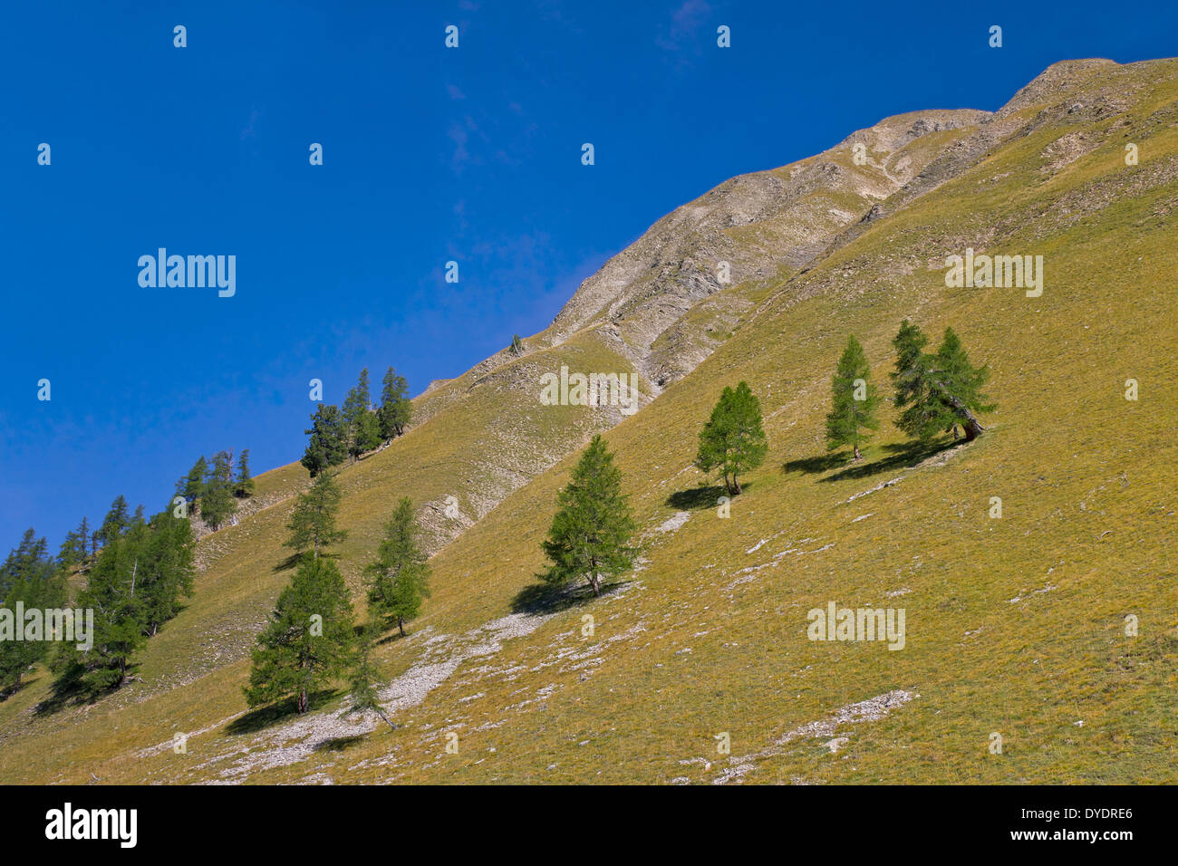 Common larch / European larch (Larix decidua) trees growing at treeline ...