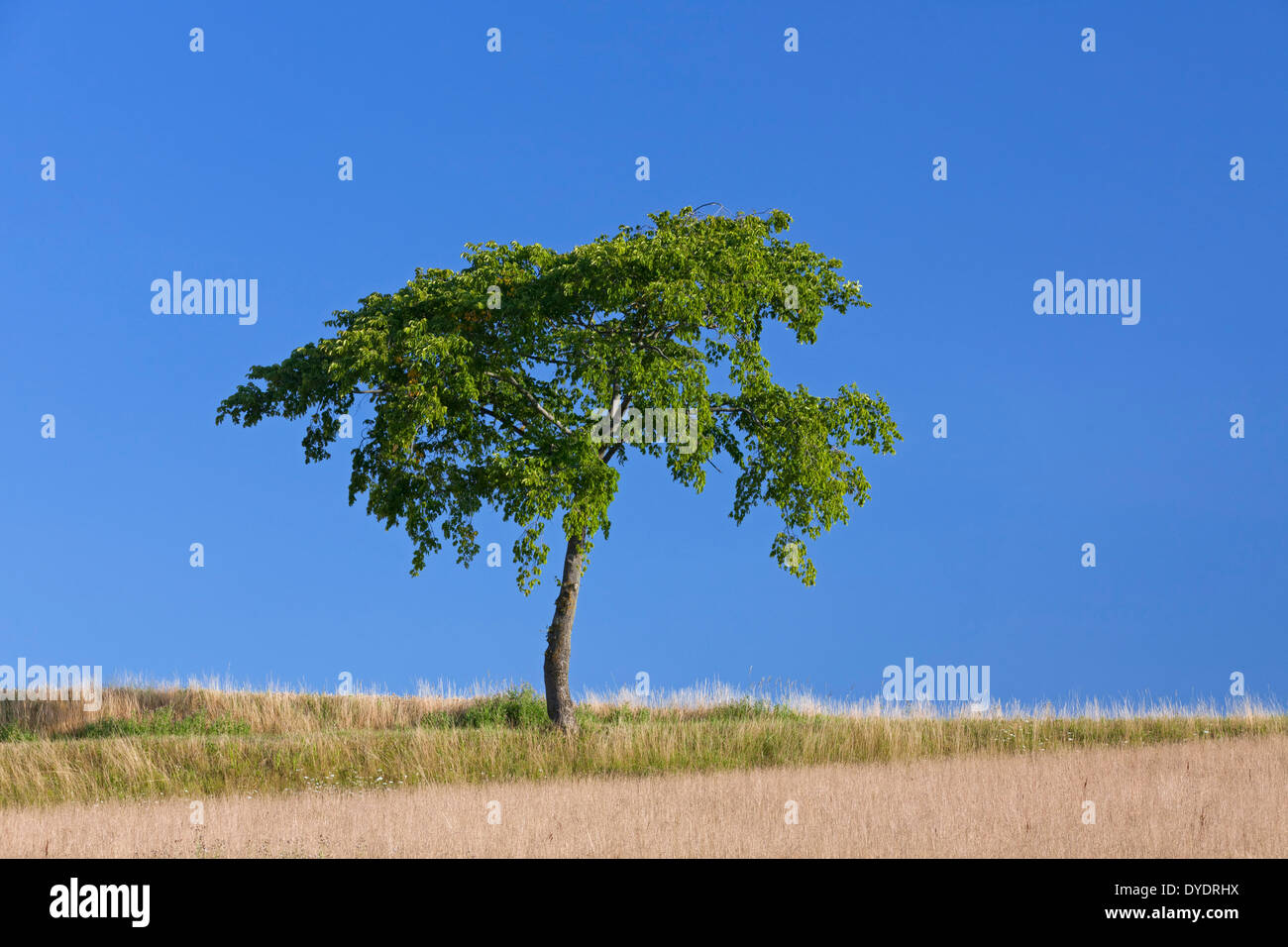 Lime tree hi-res stock photography and images - Alamy