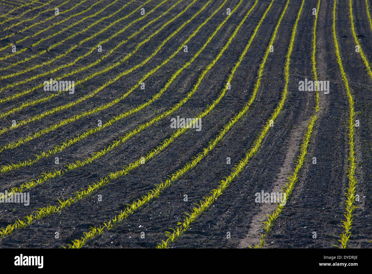 Rows of maize / corn (Zea mays) seedlings growing in field in spring ...