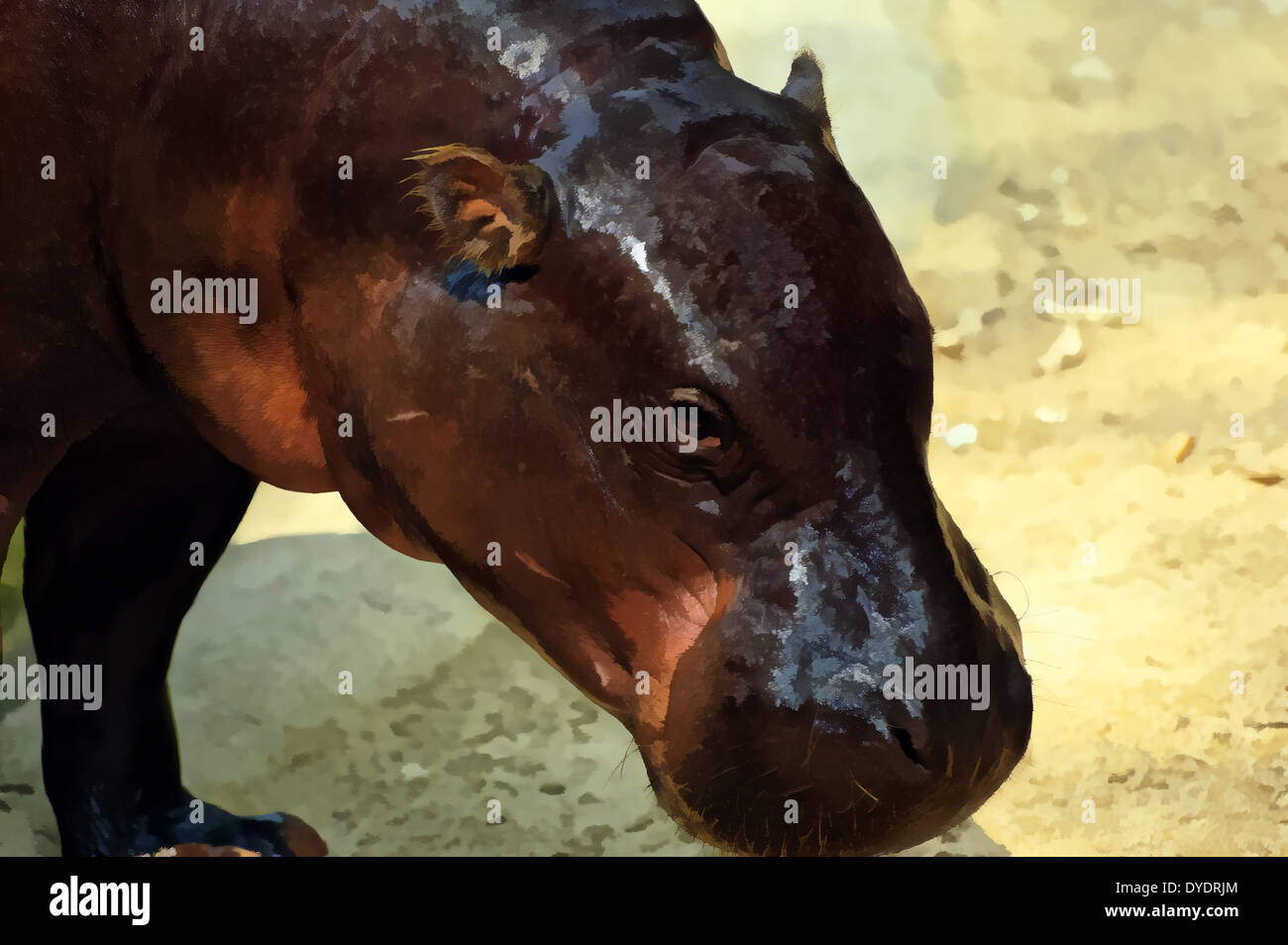 Liberian hippo hi-res stock photography and images - Alamy