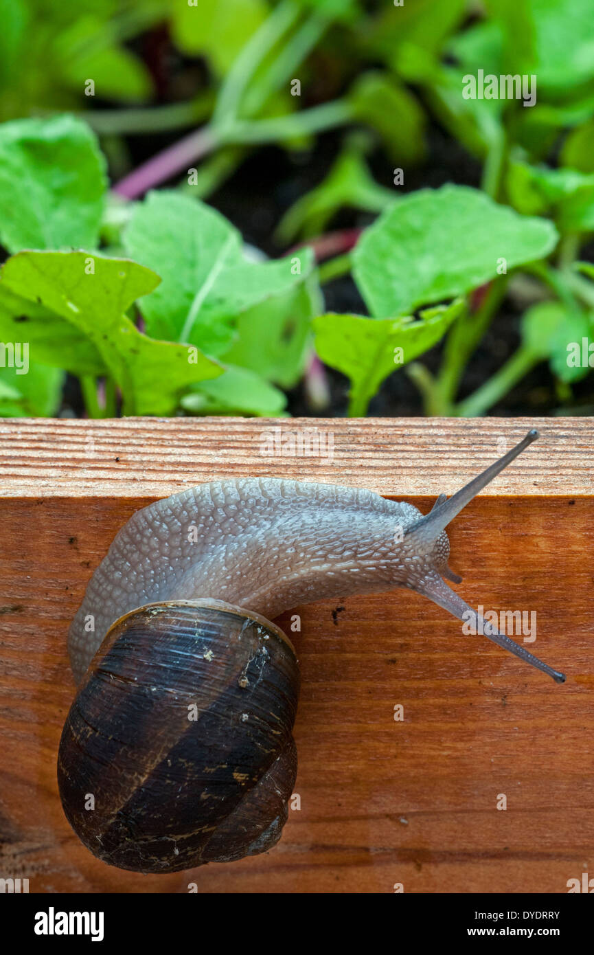 Common garden snail (Helix aspersa / Cornu aspersum / Cryptomphalus ...