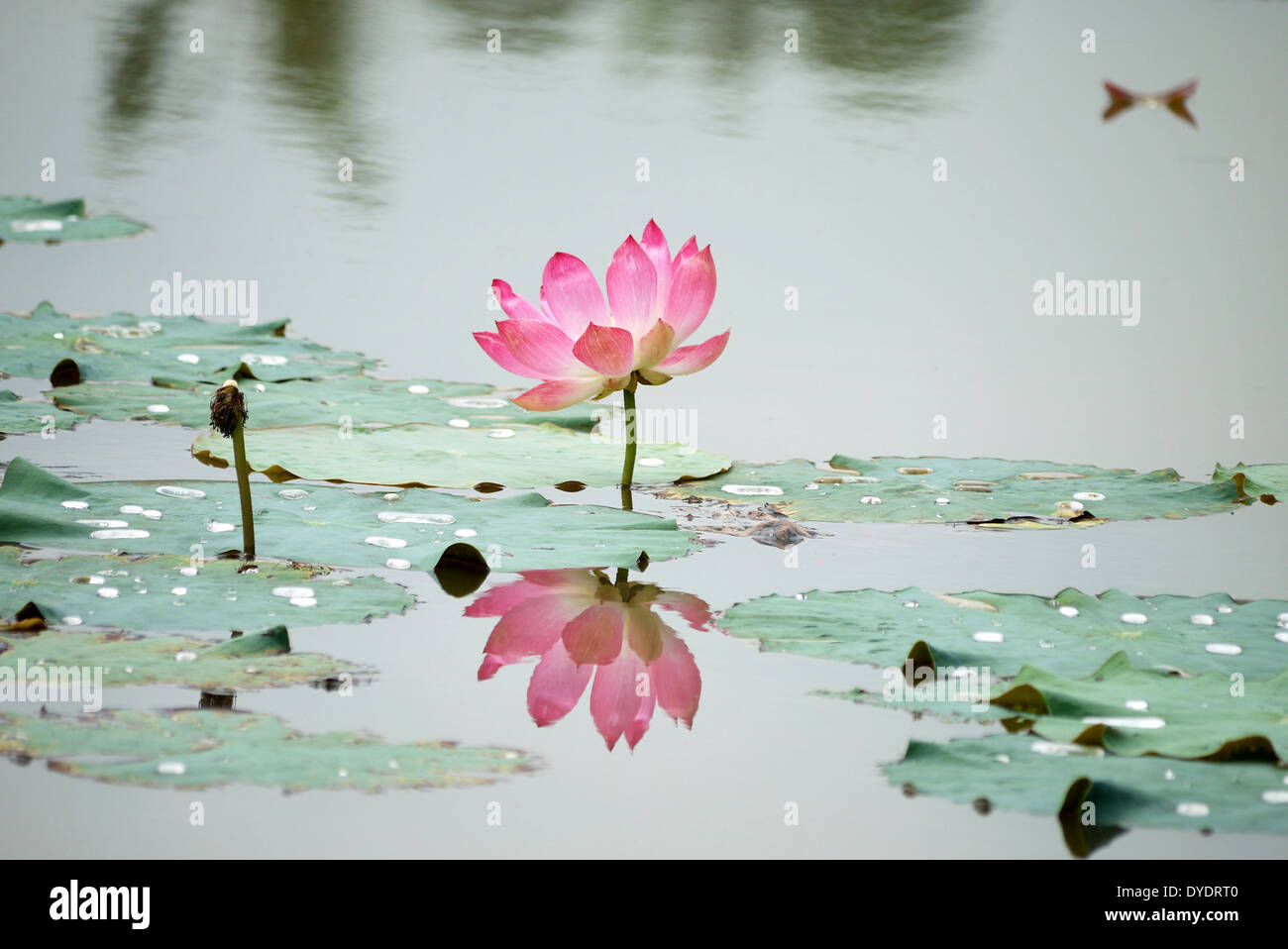Pink Lotus Reflections Stock Photo - Alamy