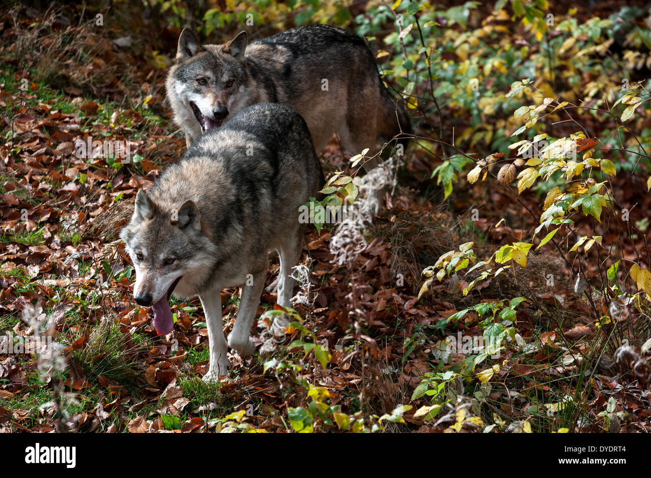 Two European grey wolves (Canis lupus) hunting in dense undergrowth of ...