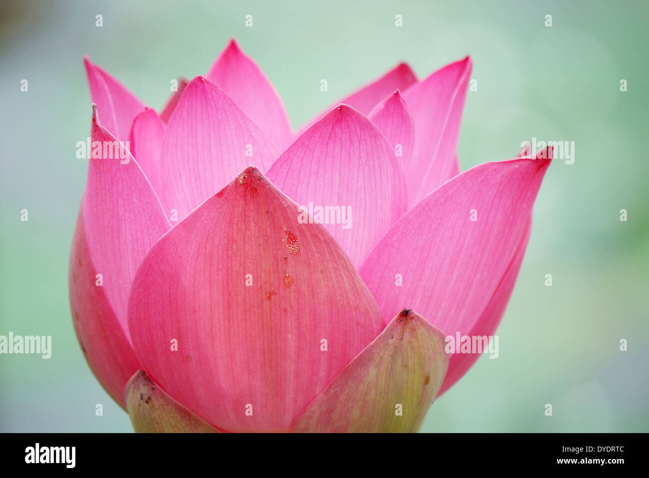 Pink lotus hi-res stock photography and images - Alamy