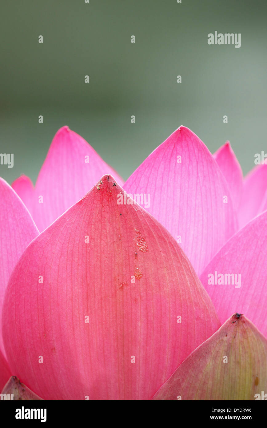 Vibrant lotus flower hi-res stock photography and images - Alamy