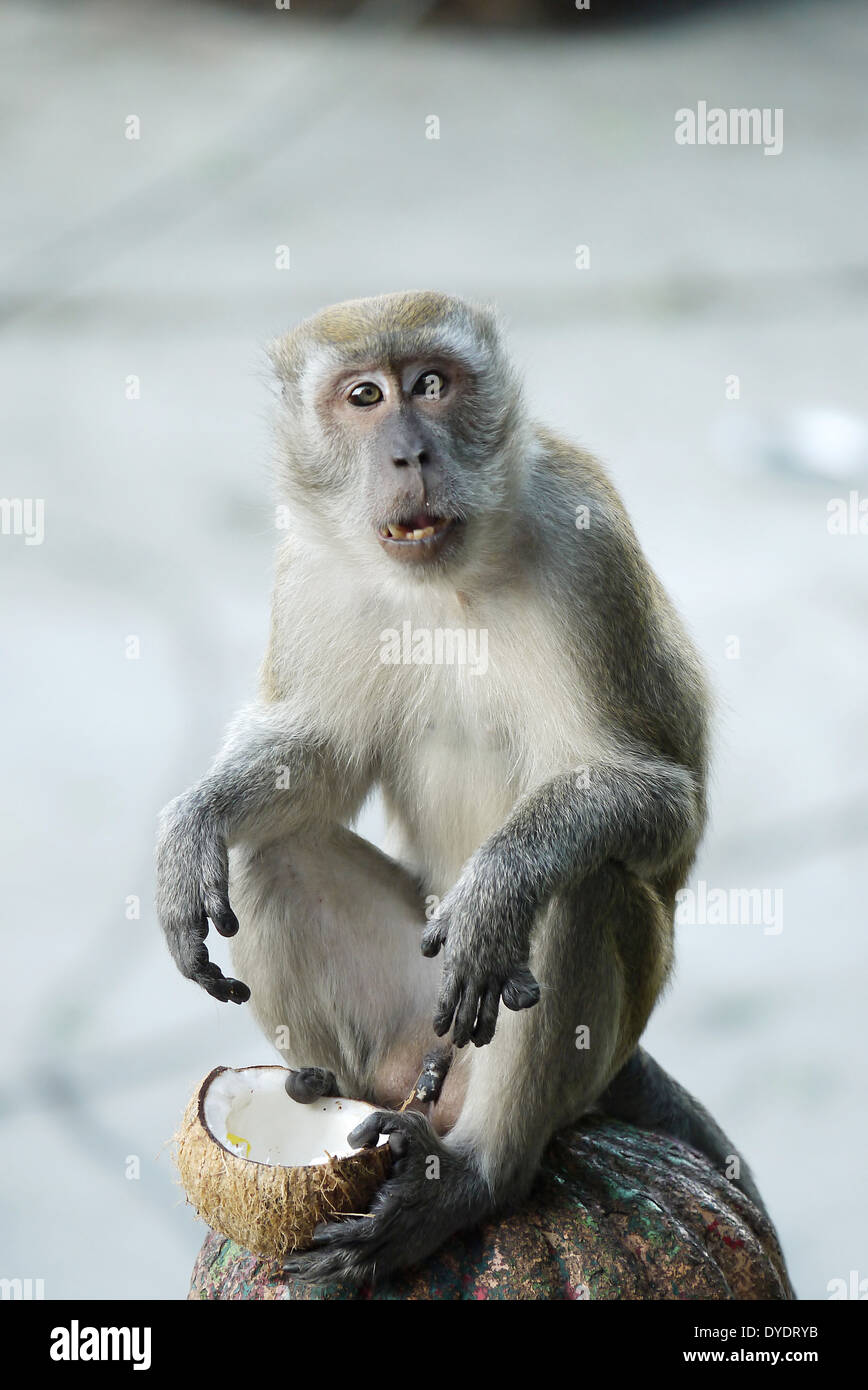 Portrait of a Monkey with a Coconut Stock Photo - Alamy