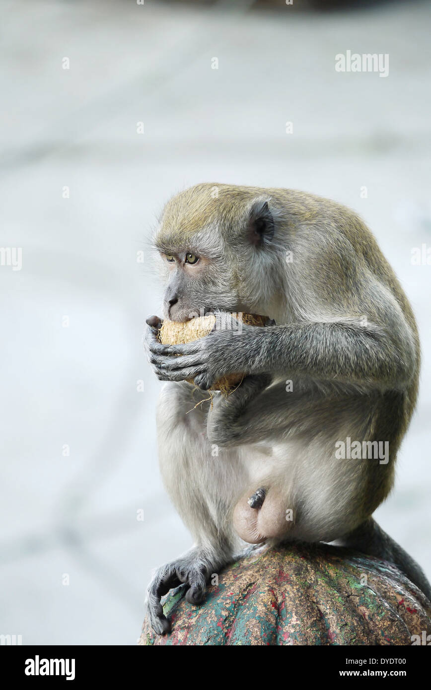 Portrait of a Monkey with a Coconut Stock Photo - Alamy