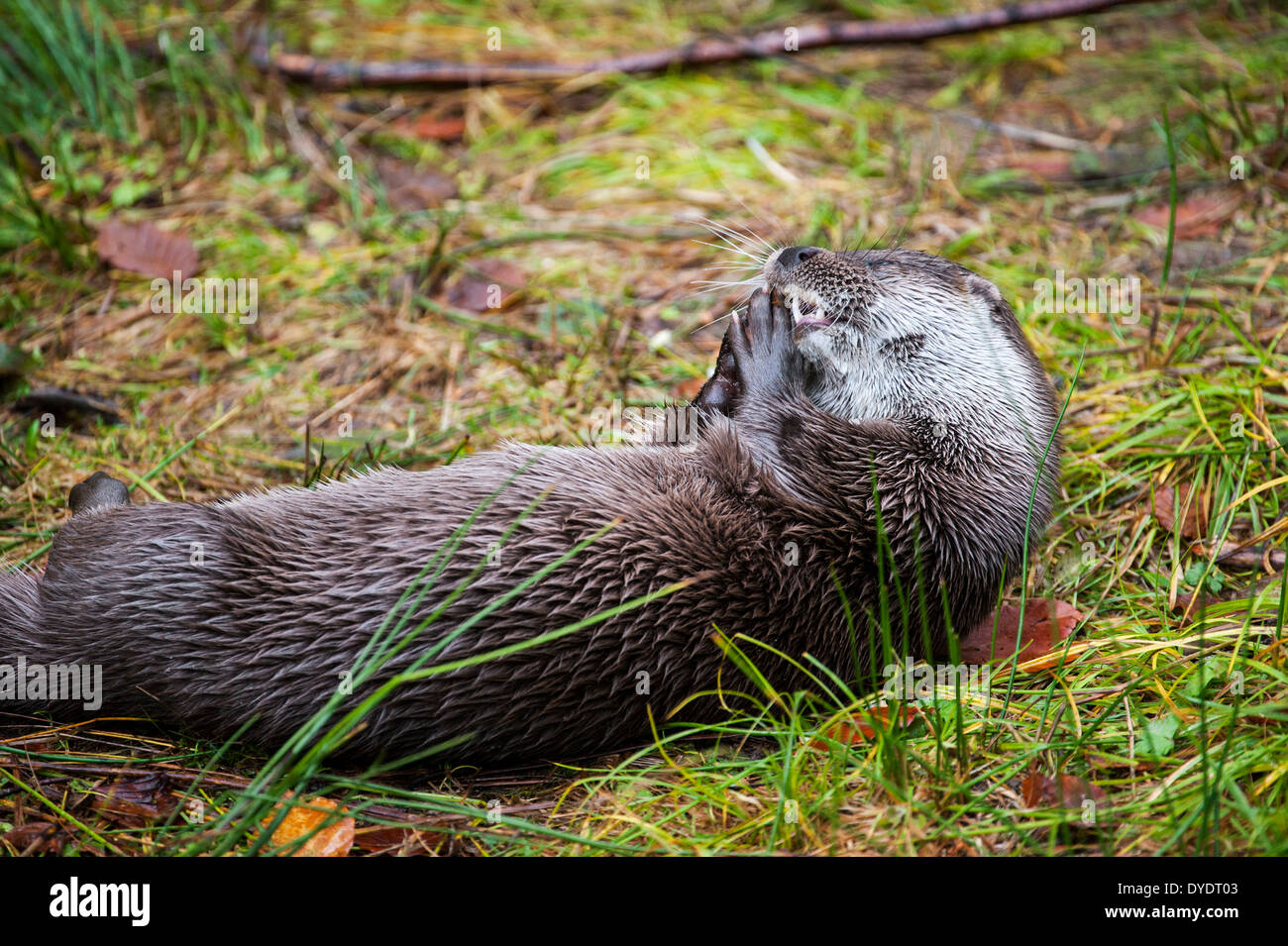 Otter uk back hi-res stock photography and images - Alamy